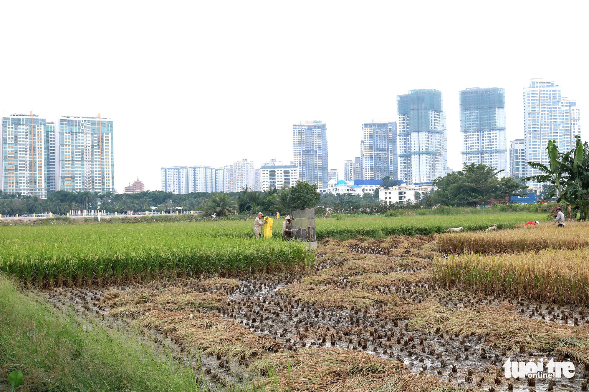 Làm ruộng giữa thành phố nhộn nhịp - Tuổi Trẻ Online