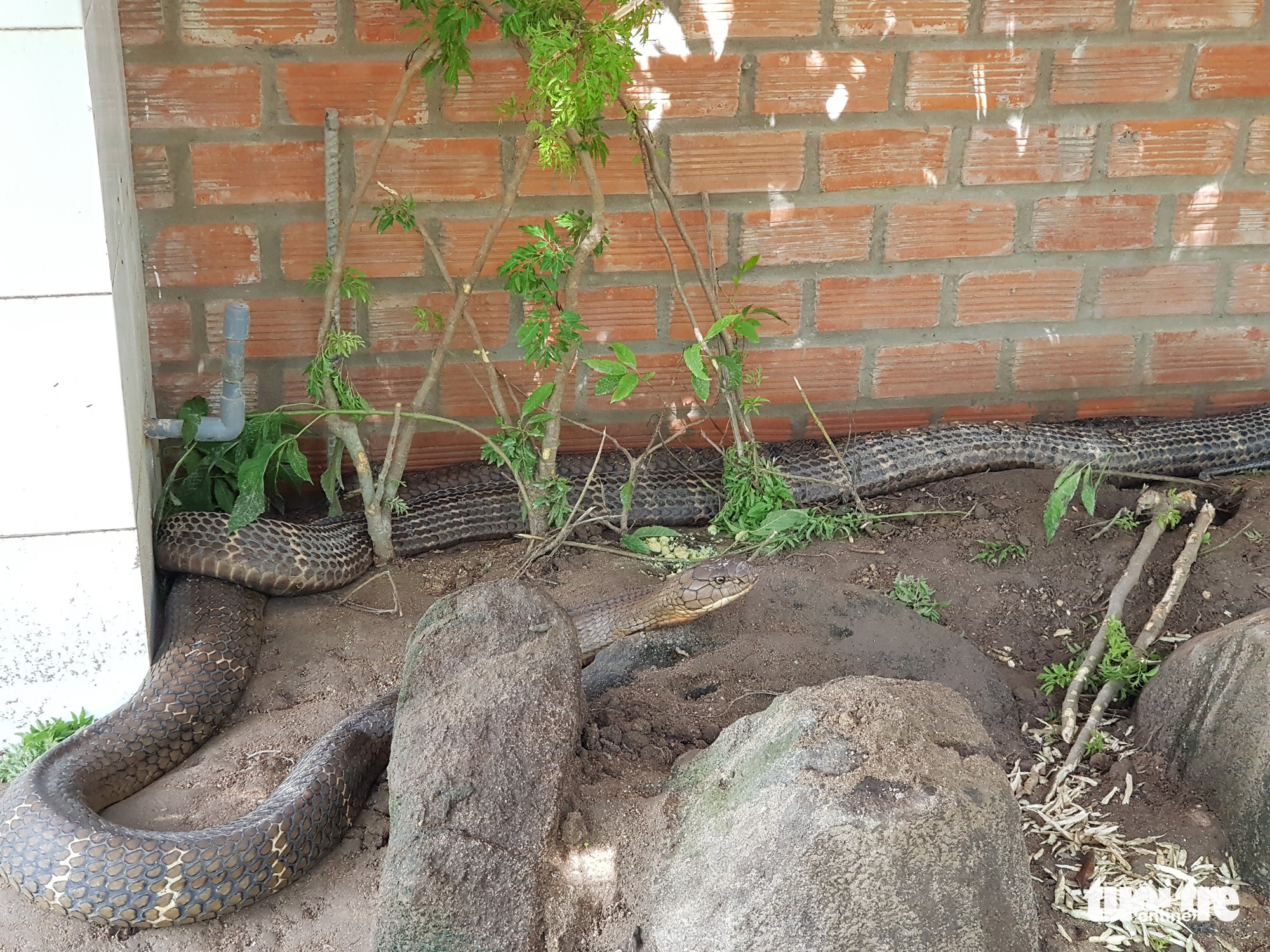 Còn nhiều rắn hổ mây 'khủng' dưới chân Núi Cấm - Tuổi Trẻ Online