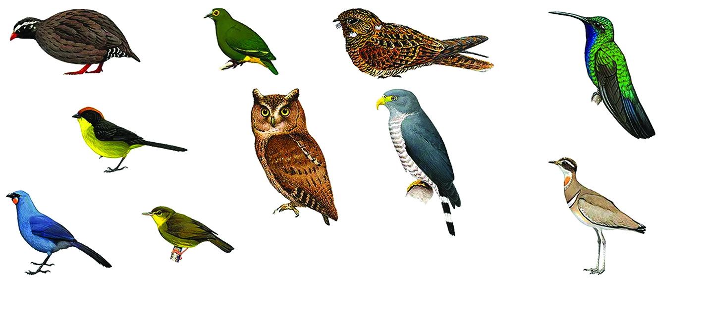 Những con chim ẩn mình… chờ sống - Tuổi Trẻ Online