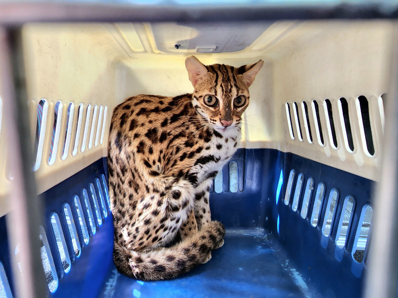 Rầm rộ chào bán mèo rừng cận Tết Quý Mão - Tuổi Trẻ Online