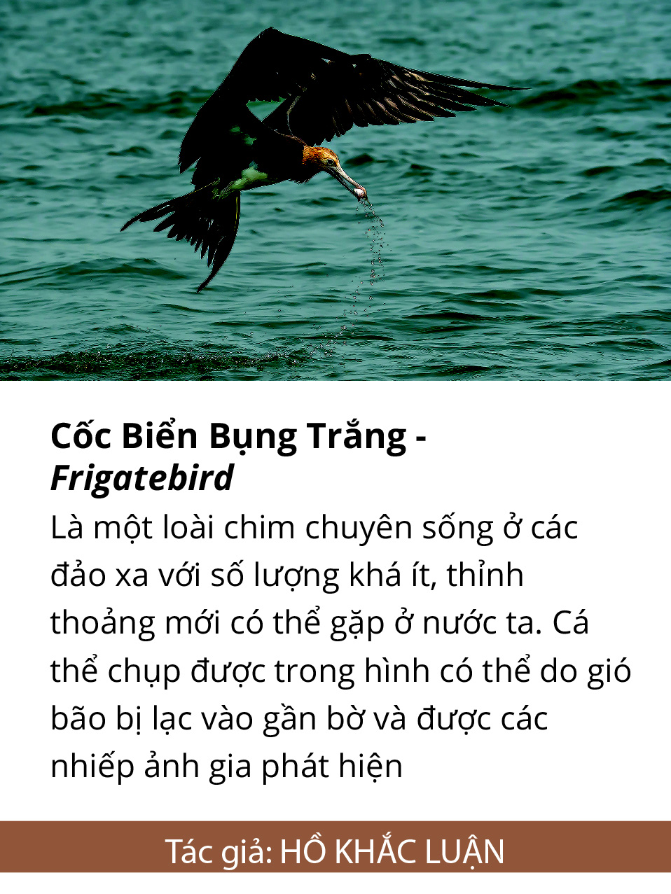 Một cánh chim, một khoảnh khắc và một nỗi lo... - Tuổi Trẻ Online