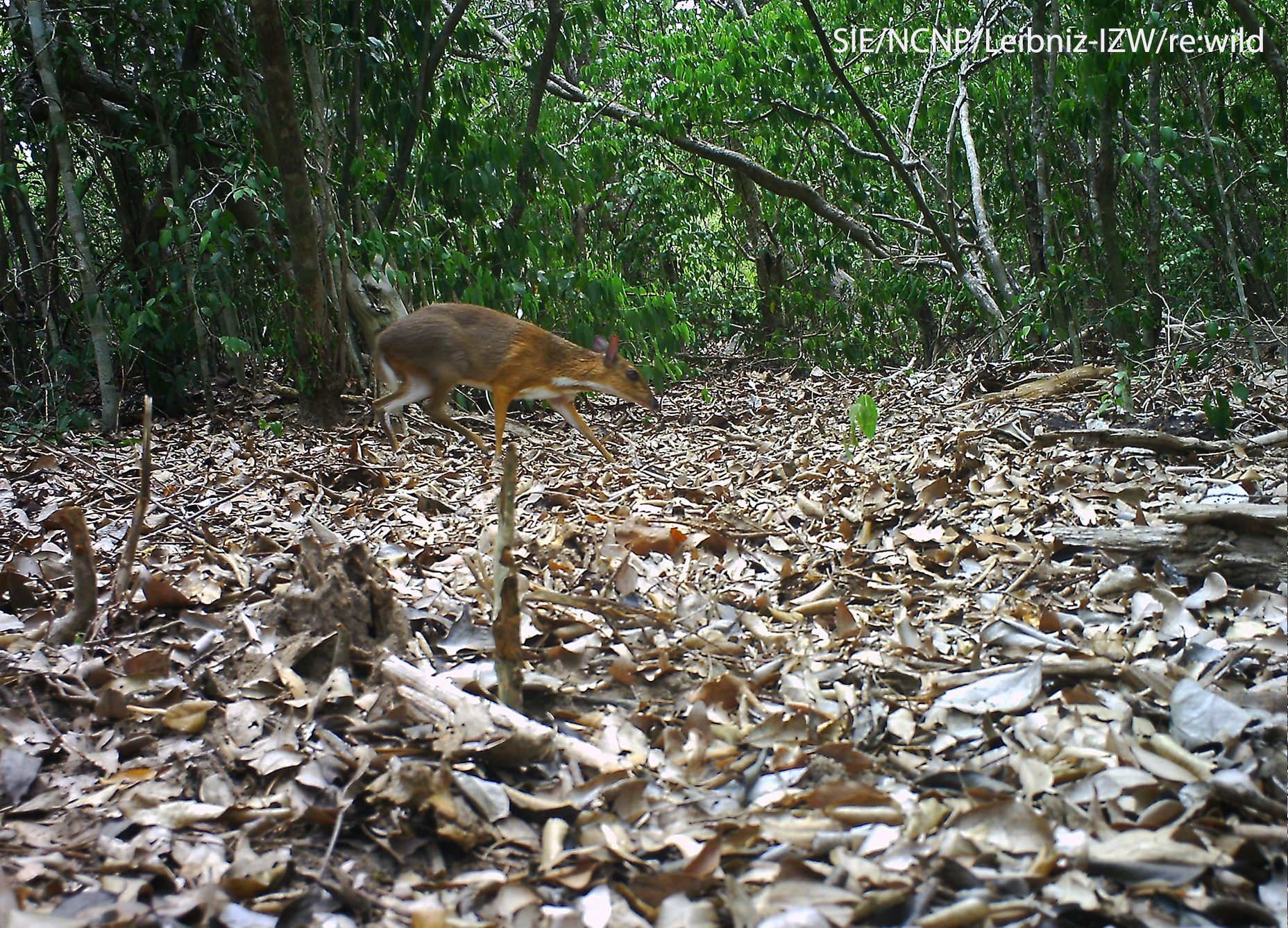 Không thuộc danh mục động vật nguy cấp, cheo cheo lưng bạc được bảo vệ ra sao? - Tuổi Trẻ Online