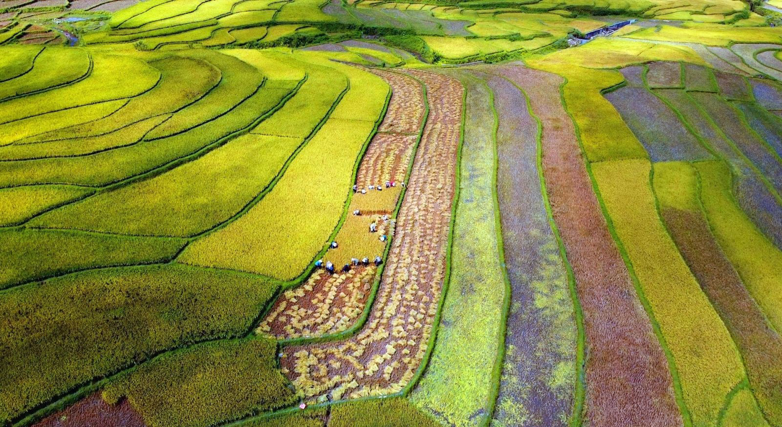 Làm bông lúa siêu to khổng lồ để định vị thương hiệu du lịch Lai Châu ...