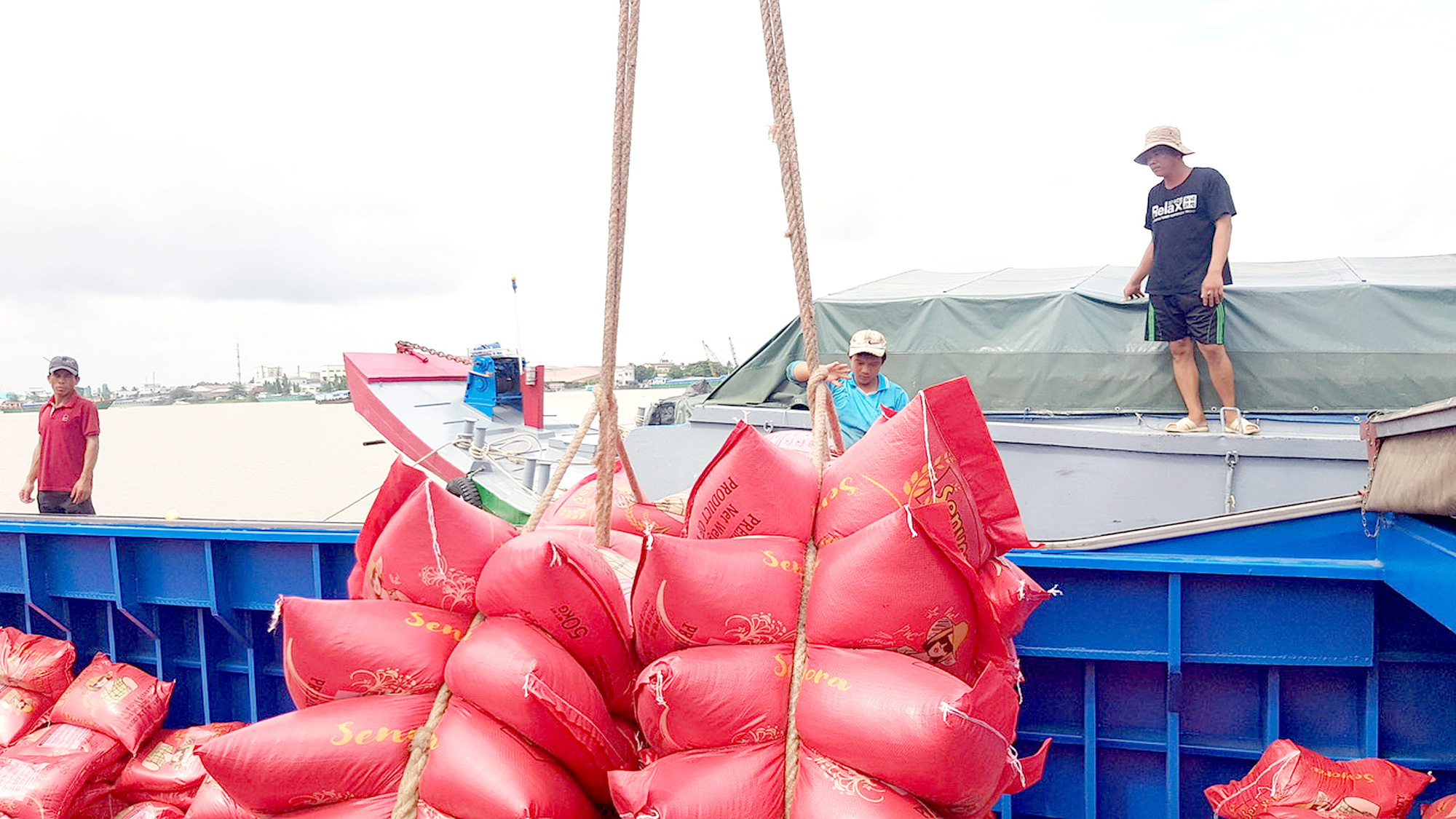 Giá lúa gạo tăng cao, nông dân lại bỏ tôm, trồng lúa