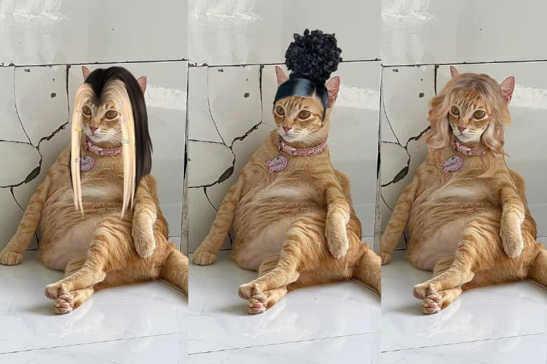 'Mỹ Diệu' là ai mà hội yêu mèo nhắc hoài? - Tuổi Trẻ Online