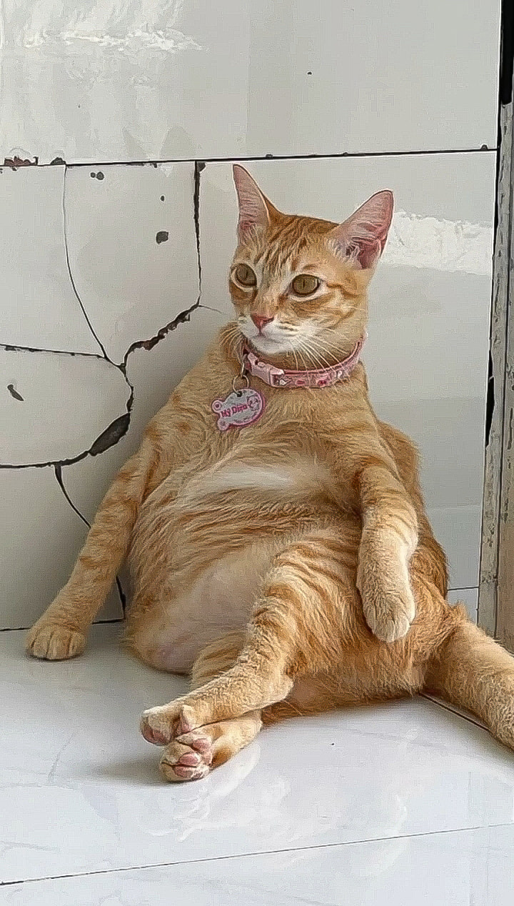 'Mỹ Diệu' là ai mà hội yêu mèo nhắc hoài? - Tuổi Trẻ Online