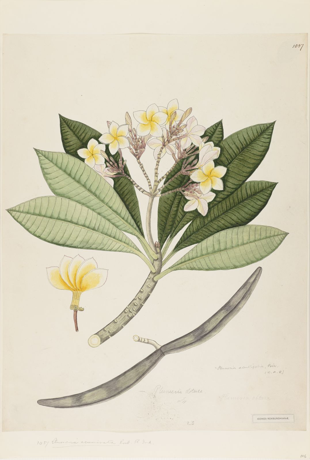 Hoa đại, hoa sứ - Hoa của mâu thuẫn, hoa của ai? - Tuổi Trẻ Online