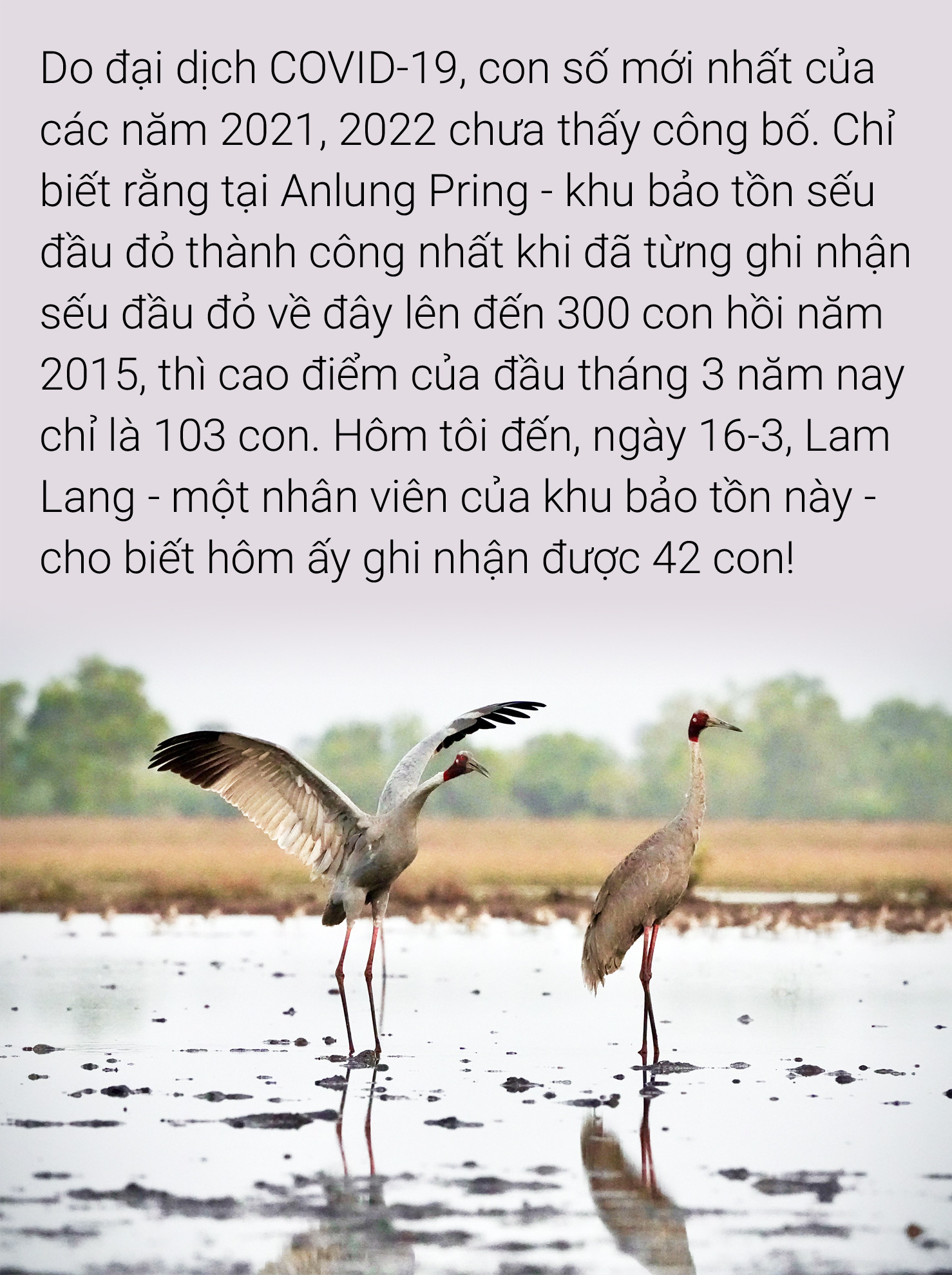 Qua biên giới, chụp ảnh sếu đầu đỏ - Tuổi Trẻ Online
