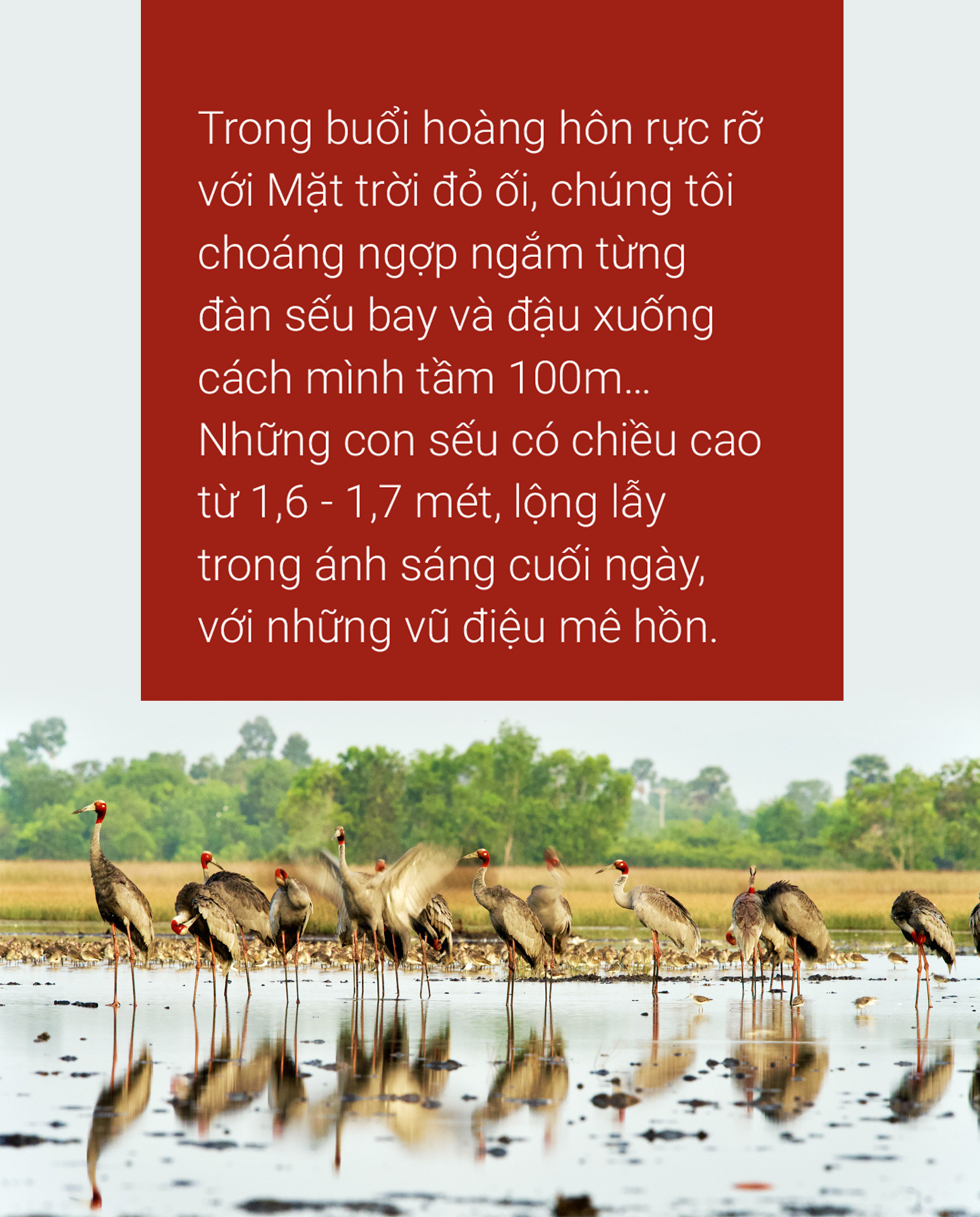 Qua biên giới, chụp ảnh sếu đầu đỏ - Tuổi Trẻ Online