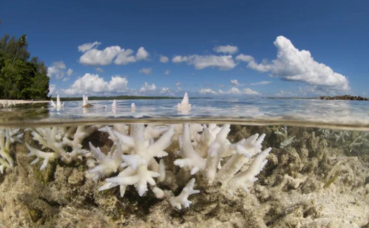 Đại dương nóng nhất trong 100.000 năm, chuyện gì xảy ra tiếp theo ...