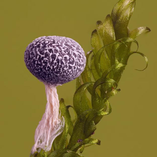 Ngắm thế giới nấm mốc đẹp khó tin - Tuổi Trẻ Online