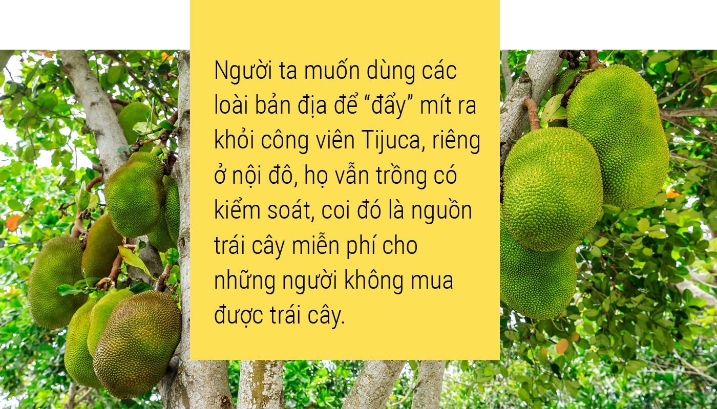 Một lịch sử thơm nức: Hãy yêu lấy mít và hạt mít - Tuổi Trẻ Online