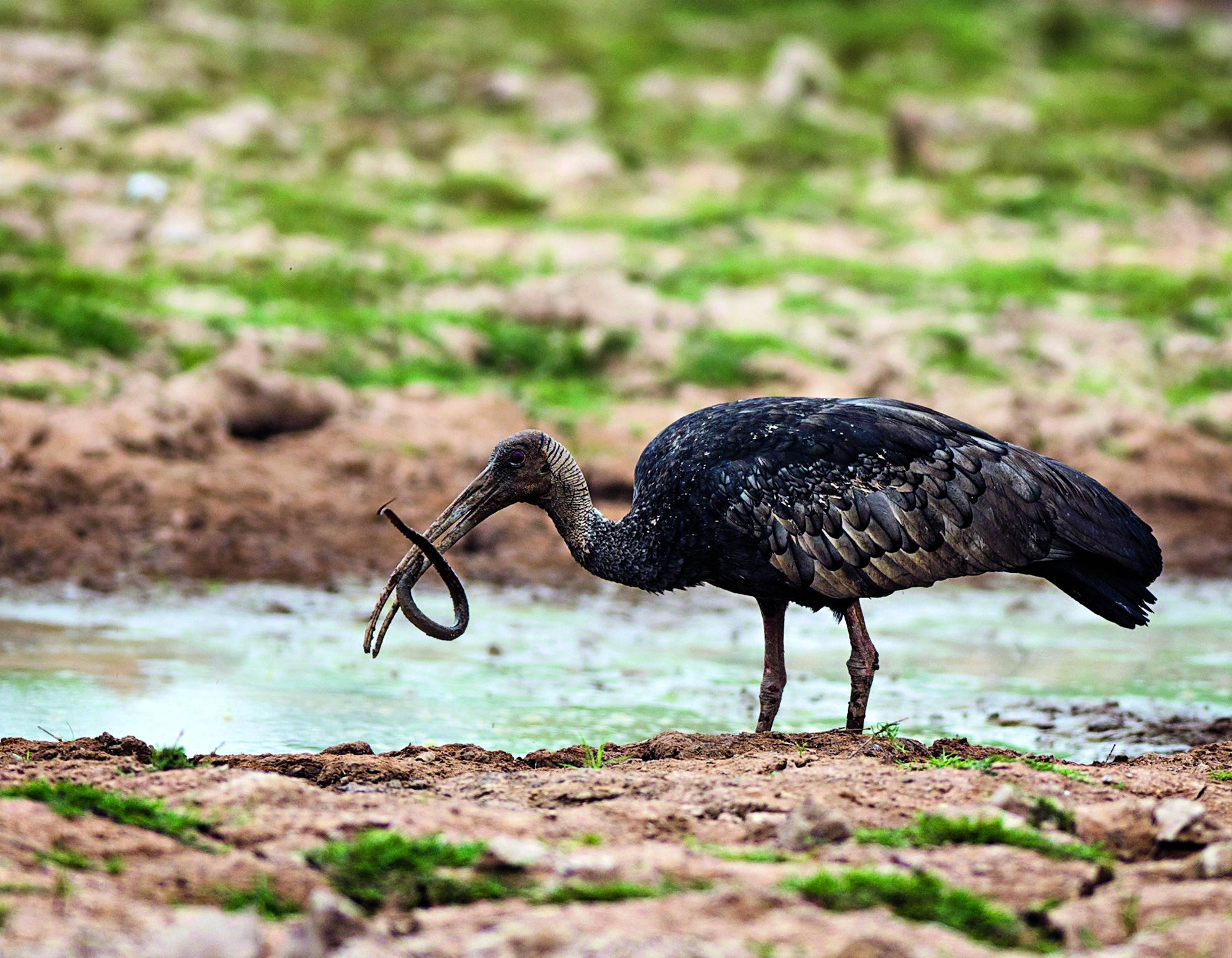 Bảo vệ rừng ở Campuchia: Canh gác vườn địa đàng - Tuổi Trẻ Online