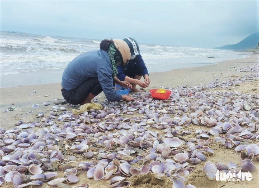 Ngao tím dạt vào bờ dày đặc, người dân đua nhau vớt 'lộc biển' đem bán ...