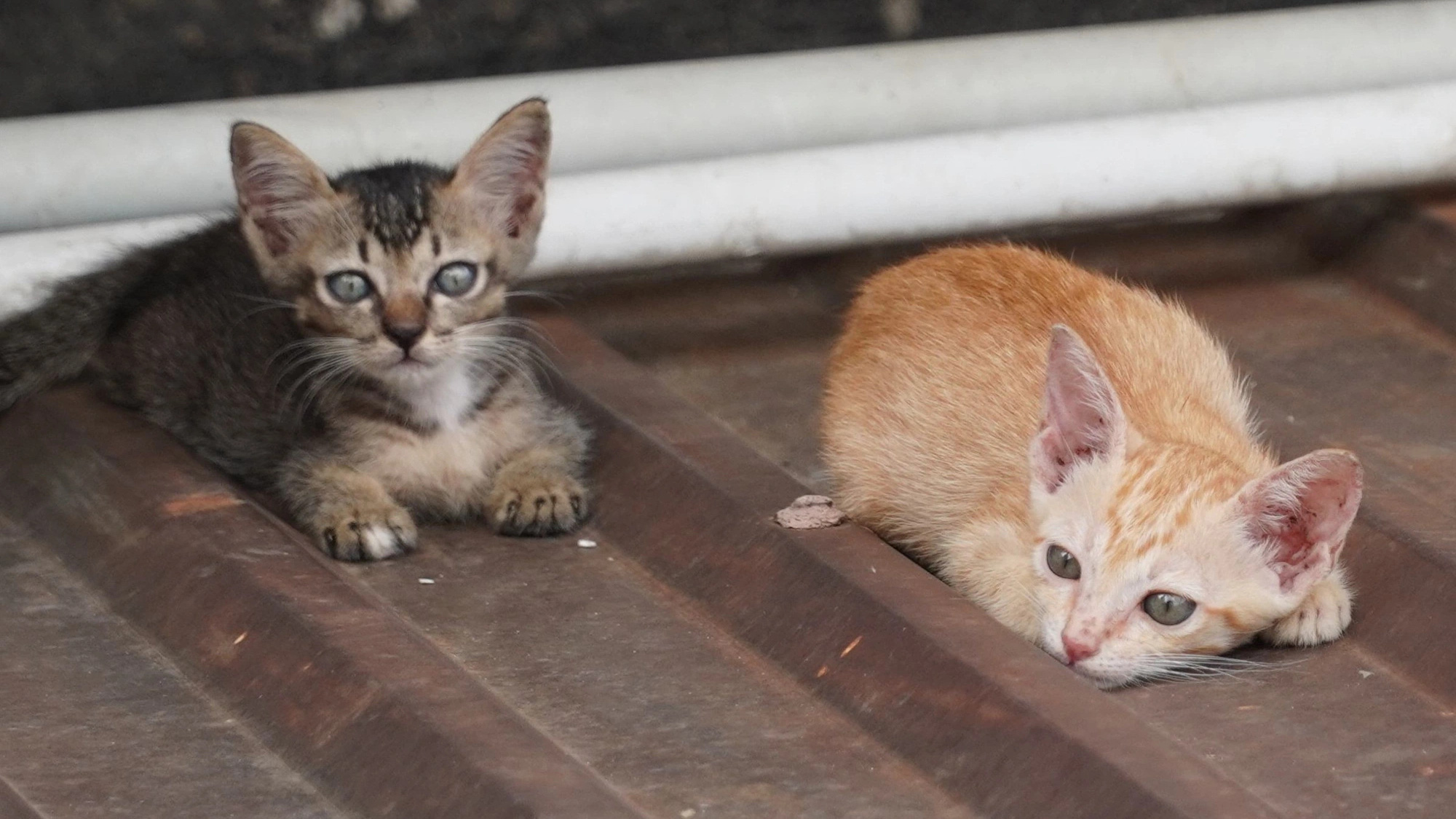 Ngộ nghĩnh, nghĩa tình thú cưng - Kỳ cuối: Giúp đỡ Catsky - 'đảo mèo ...