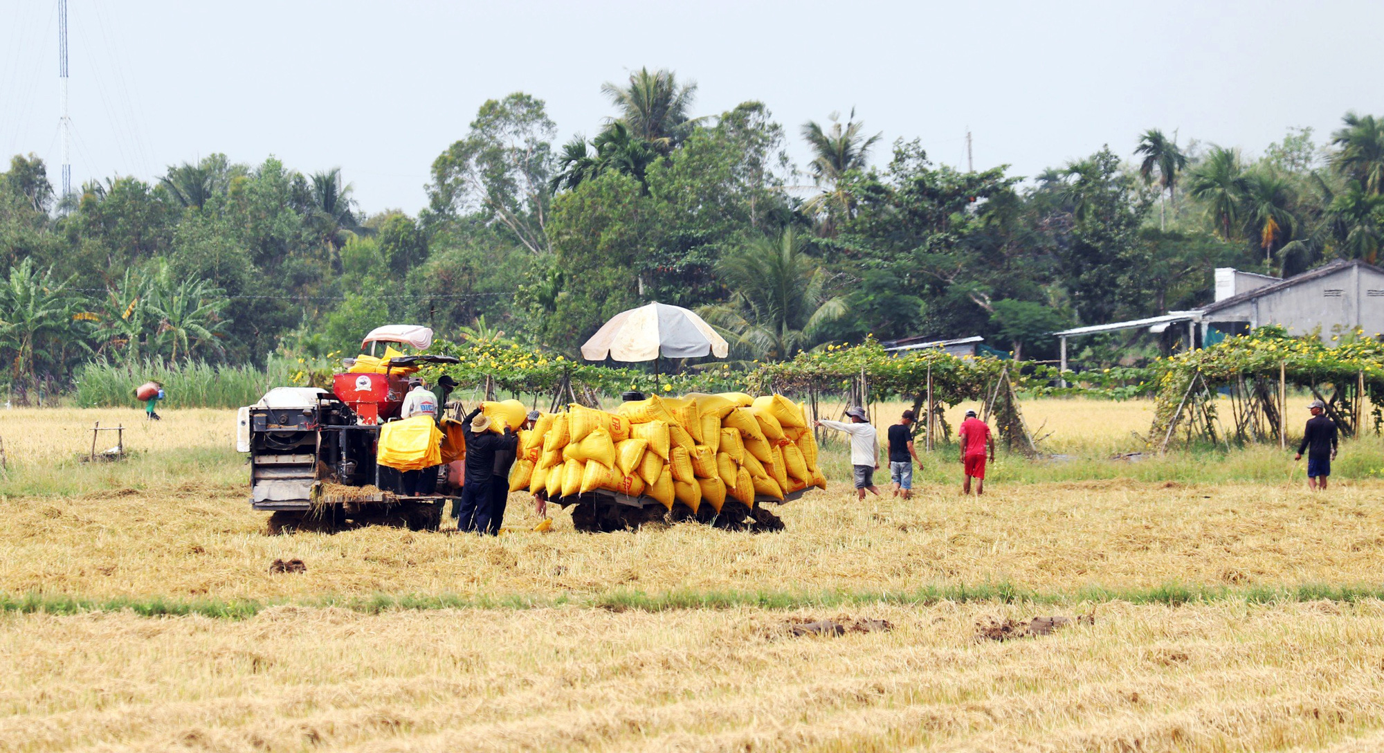 2.000 câu hỏi của nông dân với Thủ tướng - Tuổi Trẻ Online