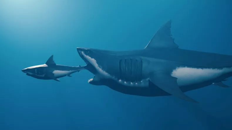 Hé lộ bí mật mới về 'siêu quái vật' Megalodon - Tuổi Trẻ Online
