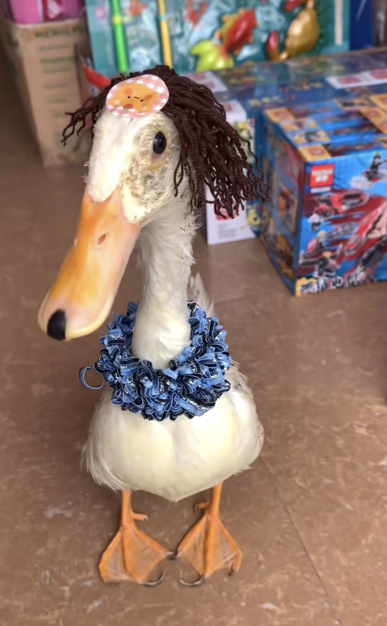 Bắt trend nuôi vịt làm thú cưng - nên hay không?