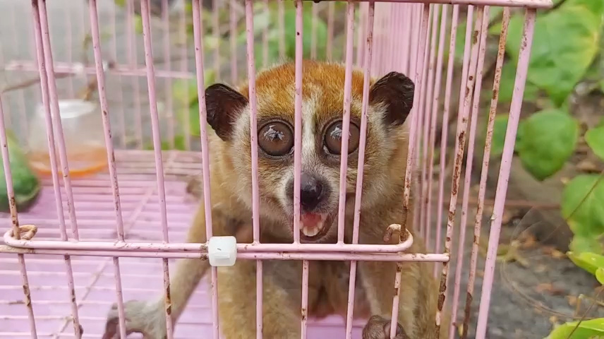 Người dân Thủ Đức phát hiện cu li quý hiếm tại vườn nhà | VOZ