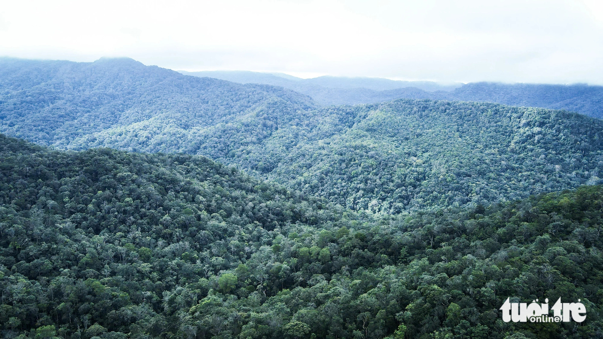 Lạc vào 'vương quốc' pơ mu ở Vườn quốc gia Kon Ka Kinh - Tuổi Trẻ Online