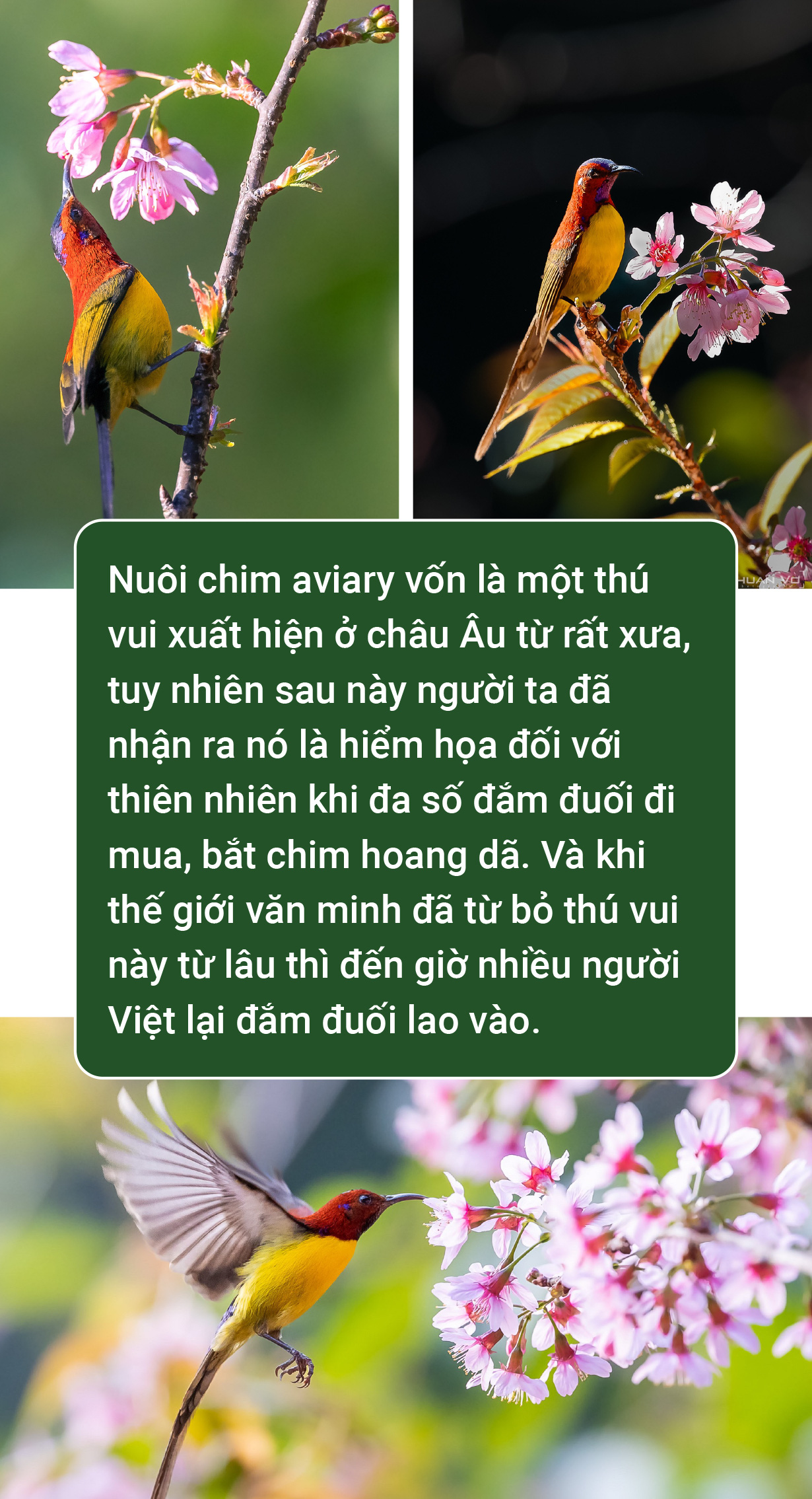 Trào lưu nuôi chim Aviary: Chính quyền ở đâu? - Tuổi Trẻ Online
