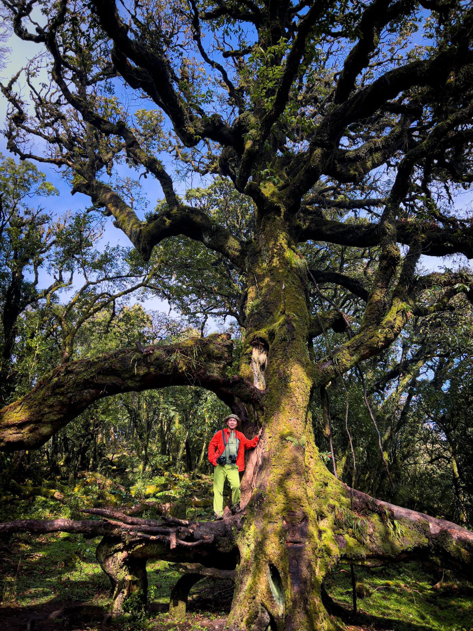 Xuyên qua cánh rừng ma mị, ngắm biển mây hùng vĩ trên đỉnh Sa Mu - U Bò - Tuổi Trẻ Online