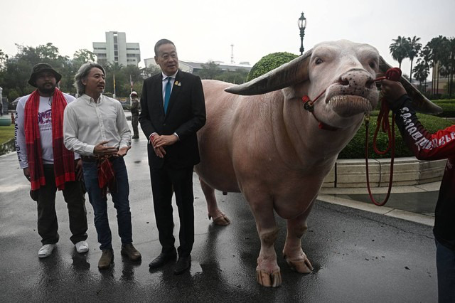 Chú trâu bạch tạng làm 'khách mời' của thủ tướng Thái Lan - Tuổi Trẻ Online