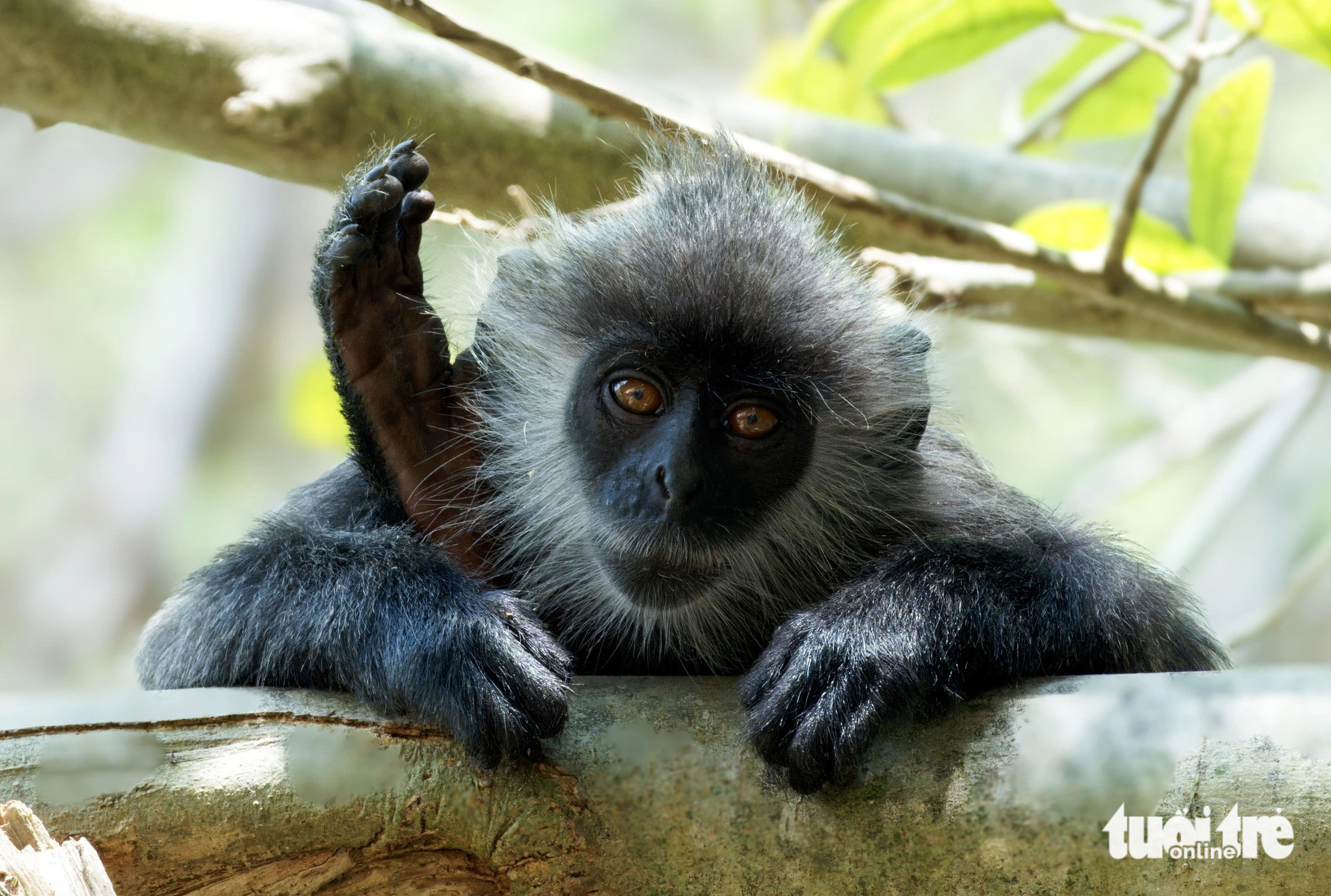 Về Hà Tiên ngắm voọc bạc Đông Dương - Tuổi Trẻ Online