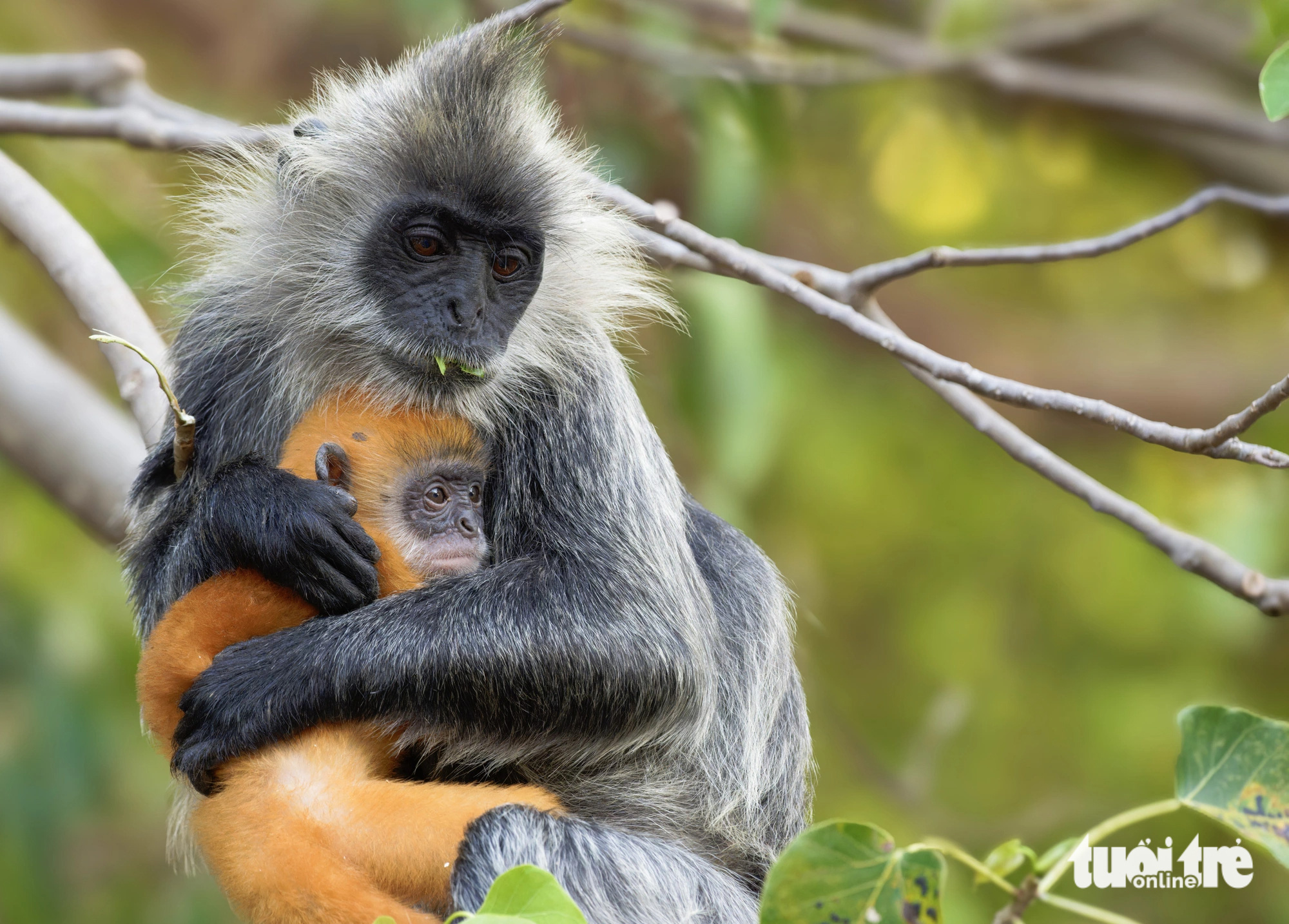 Về Hà Tiên ngắm voọc bạc Đông Dương - Tuổi Trẻ Online
