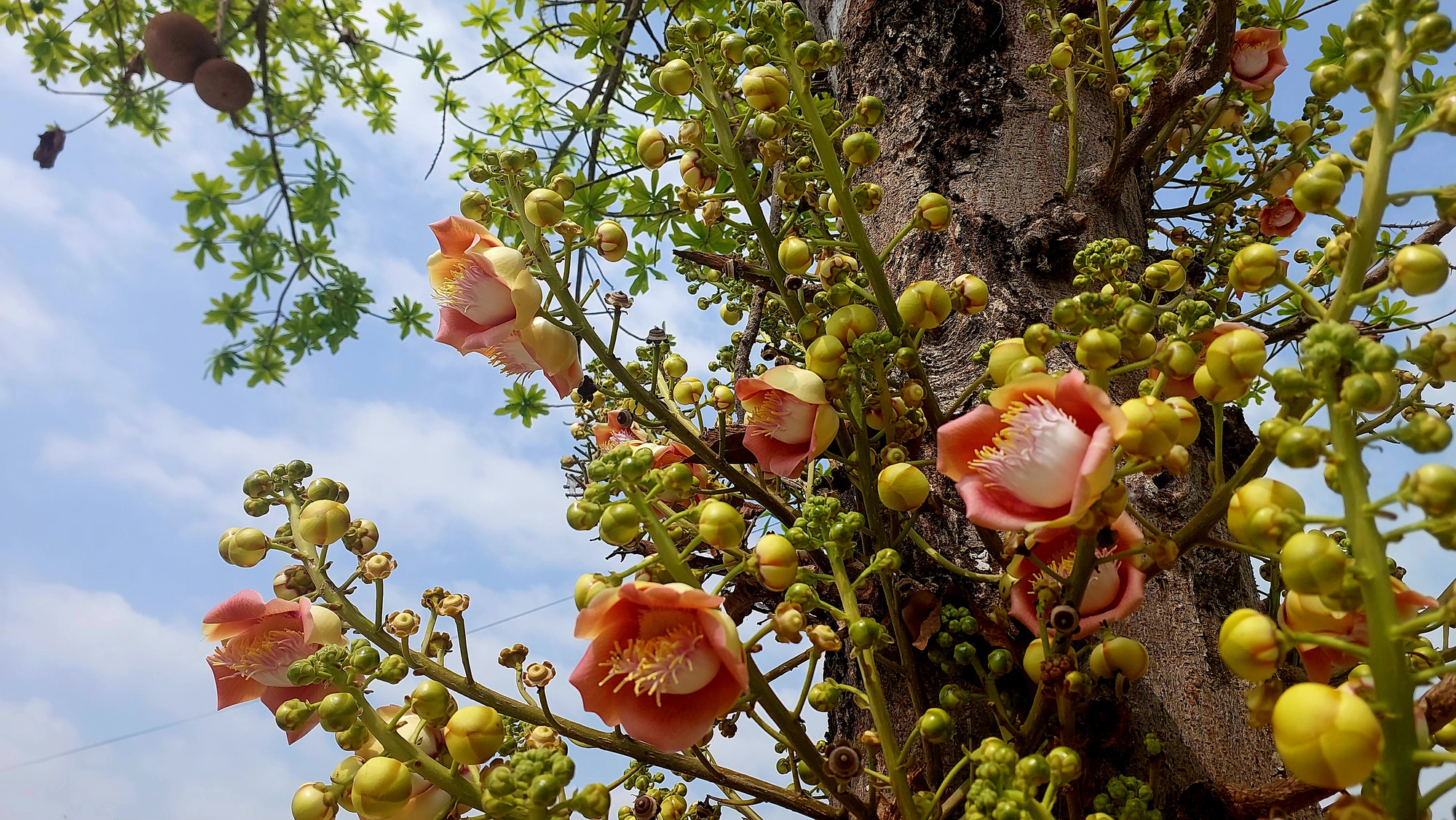 Đón xuân ở thiền viện Trúc Lâm Phương Nam - Tuổi Trẻ Online