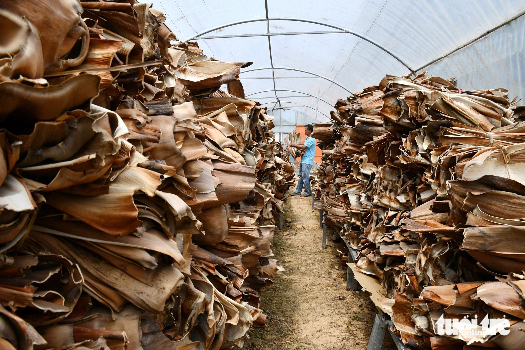 Hành trình lột xác của chiếc mo cau - Tuổi Trẻ Online