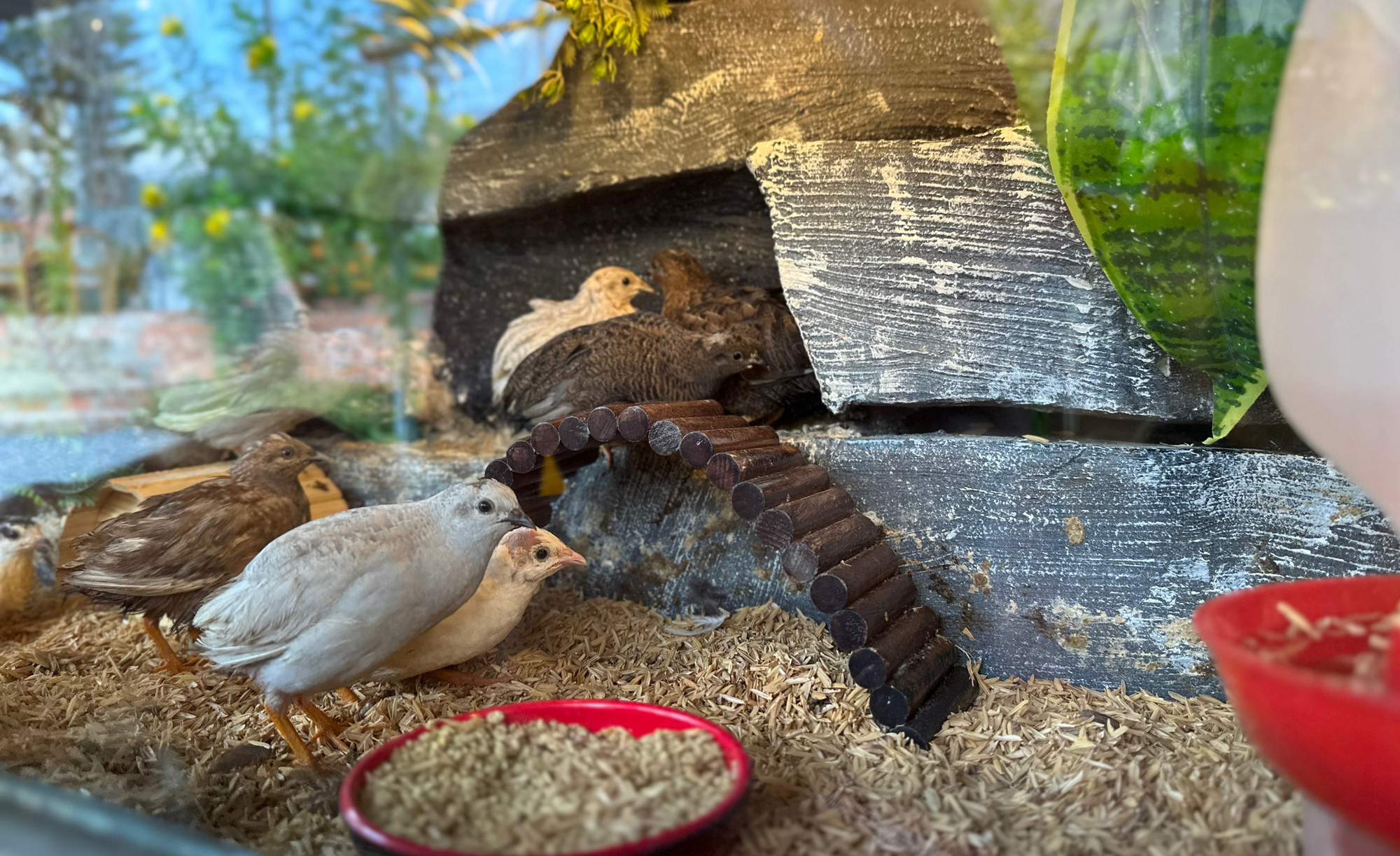 Xu hướng thú cưng vịt mini, gà nhỏ nhất thế giới được yêu thích