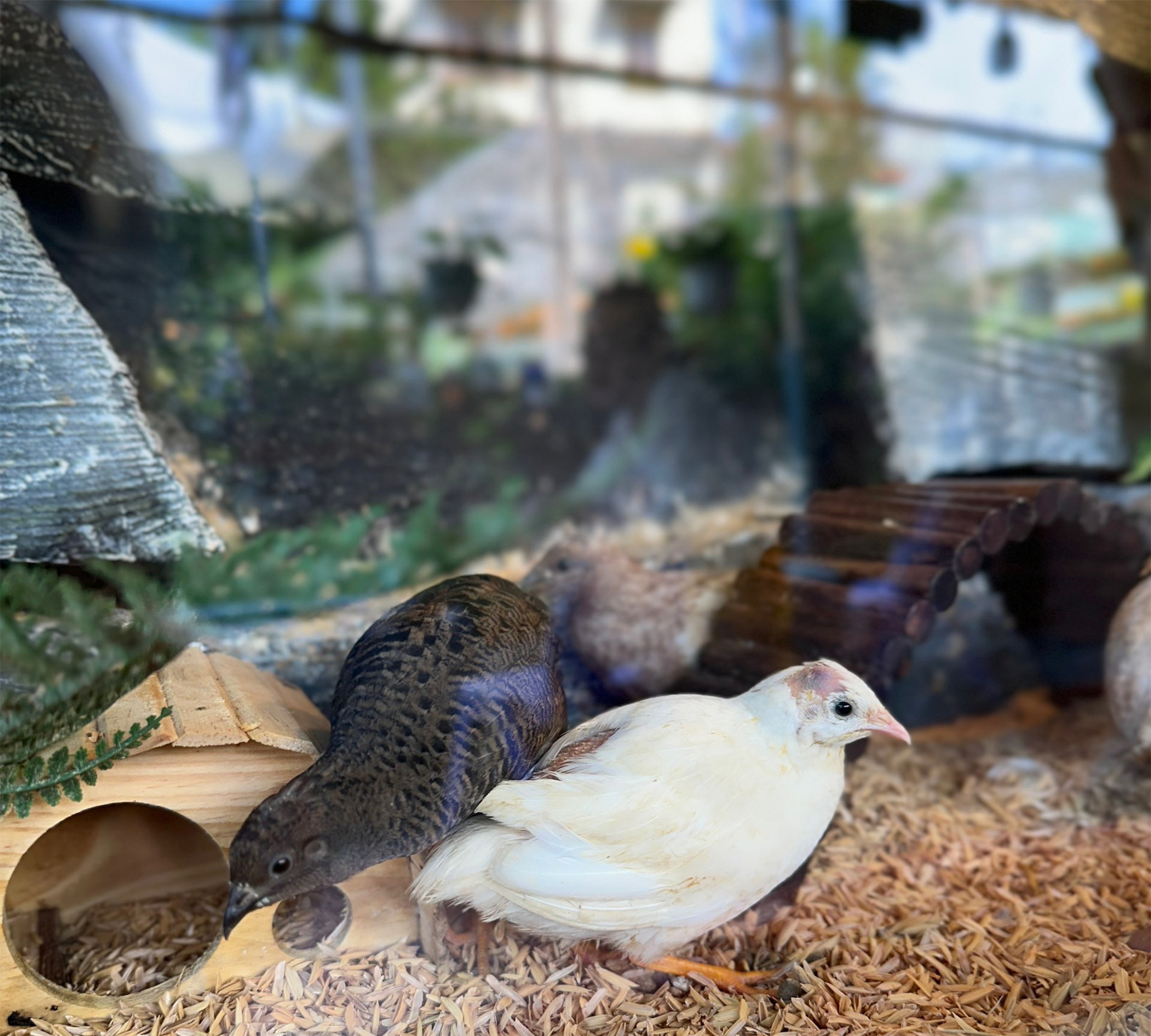 Xu hướng thú cưng vịt mini, gà nhỏ nhất thế giới được yêu thích