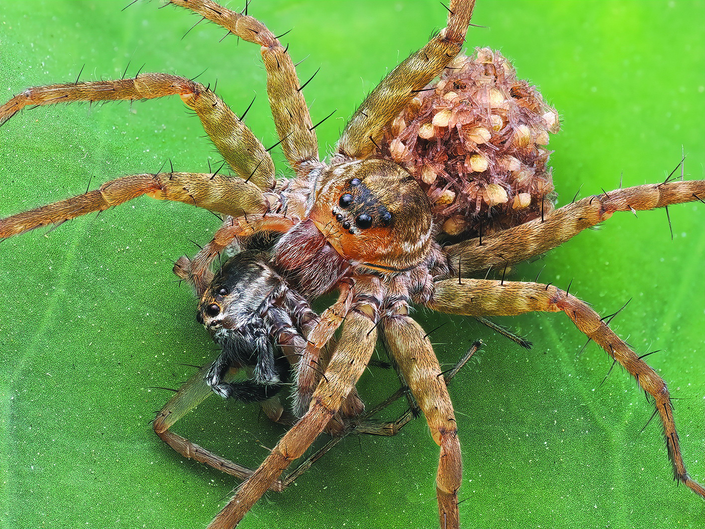 Cận cảnh loài nhện sói trong khu vườn của chúng ta - Tuổi Trẻ Online