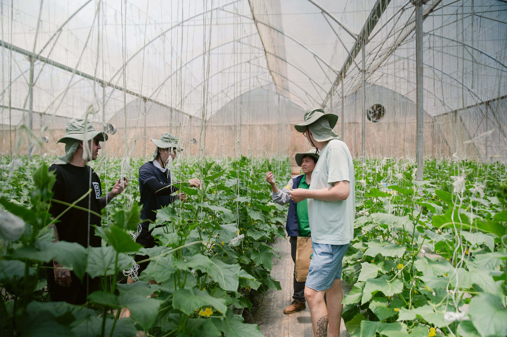 Đầu bếp nhà hàng 5 sao tìm nguồn rau củ tại nông trại công nghệ cao ...