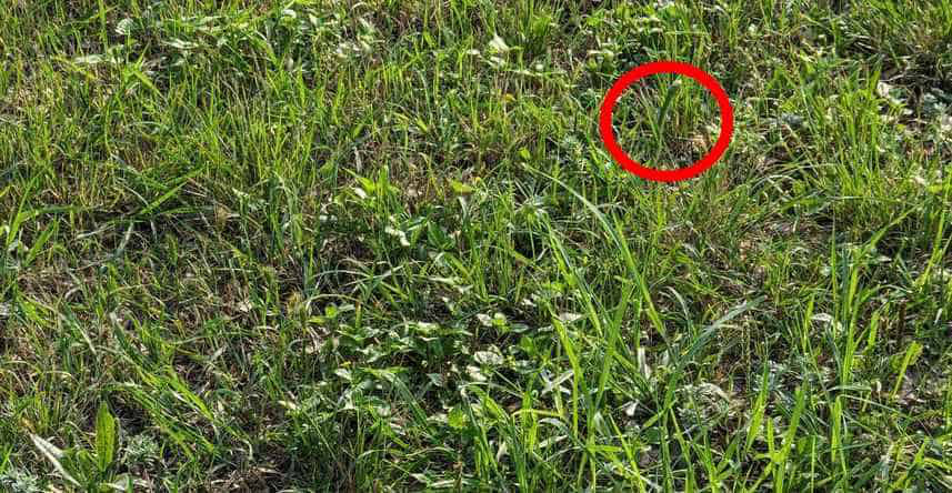 Thử tài tinh mắt: Con rắn đang ngụy trang ở đâu? - Tuổi Trẻ Online