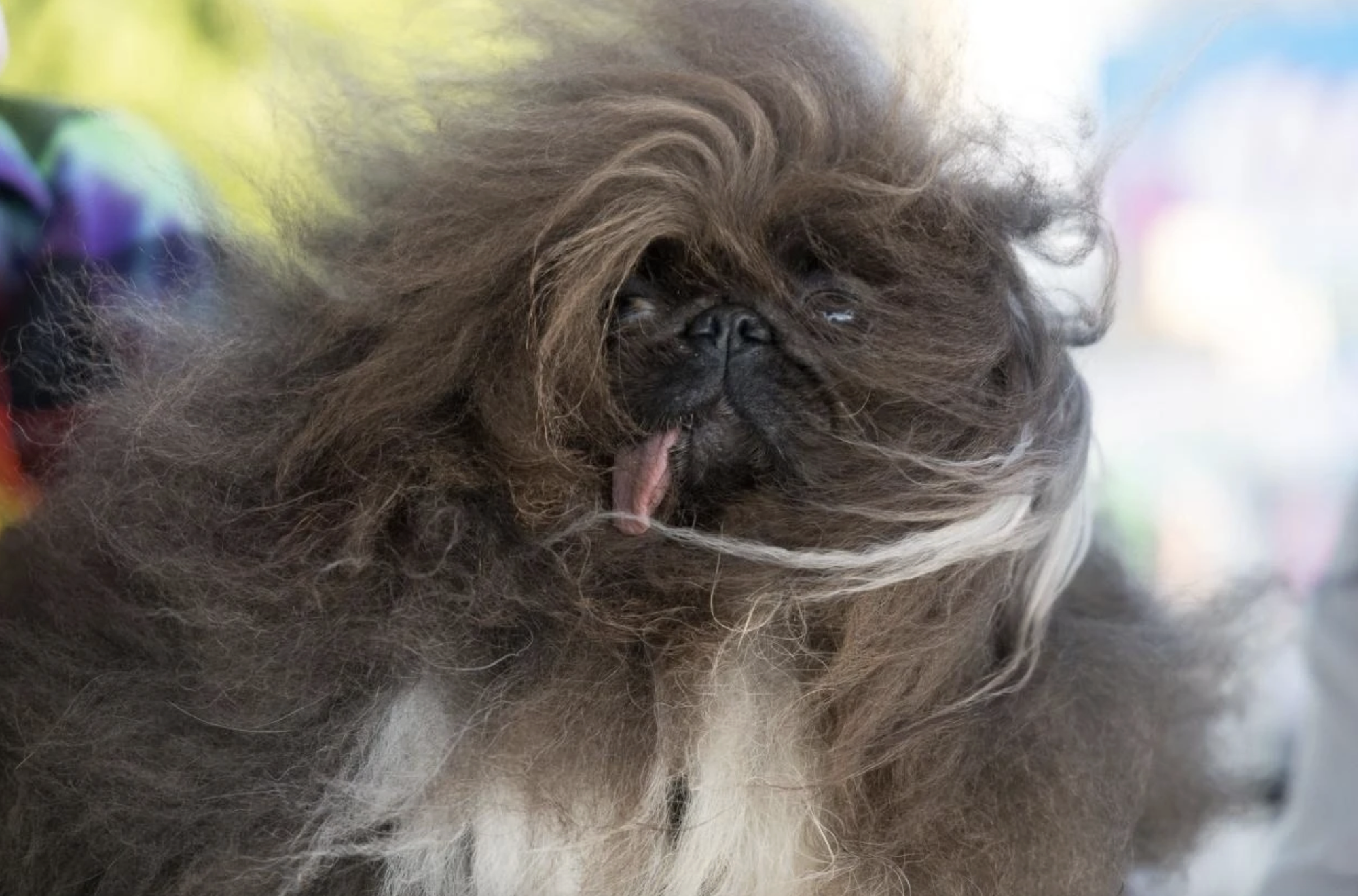 Chân dung chú chó xấu nhất hành tinh - Tuổi Trẻ Online