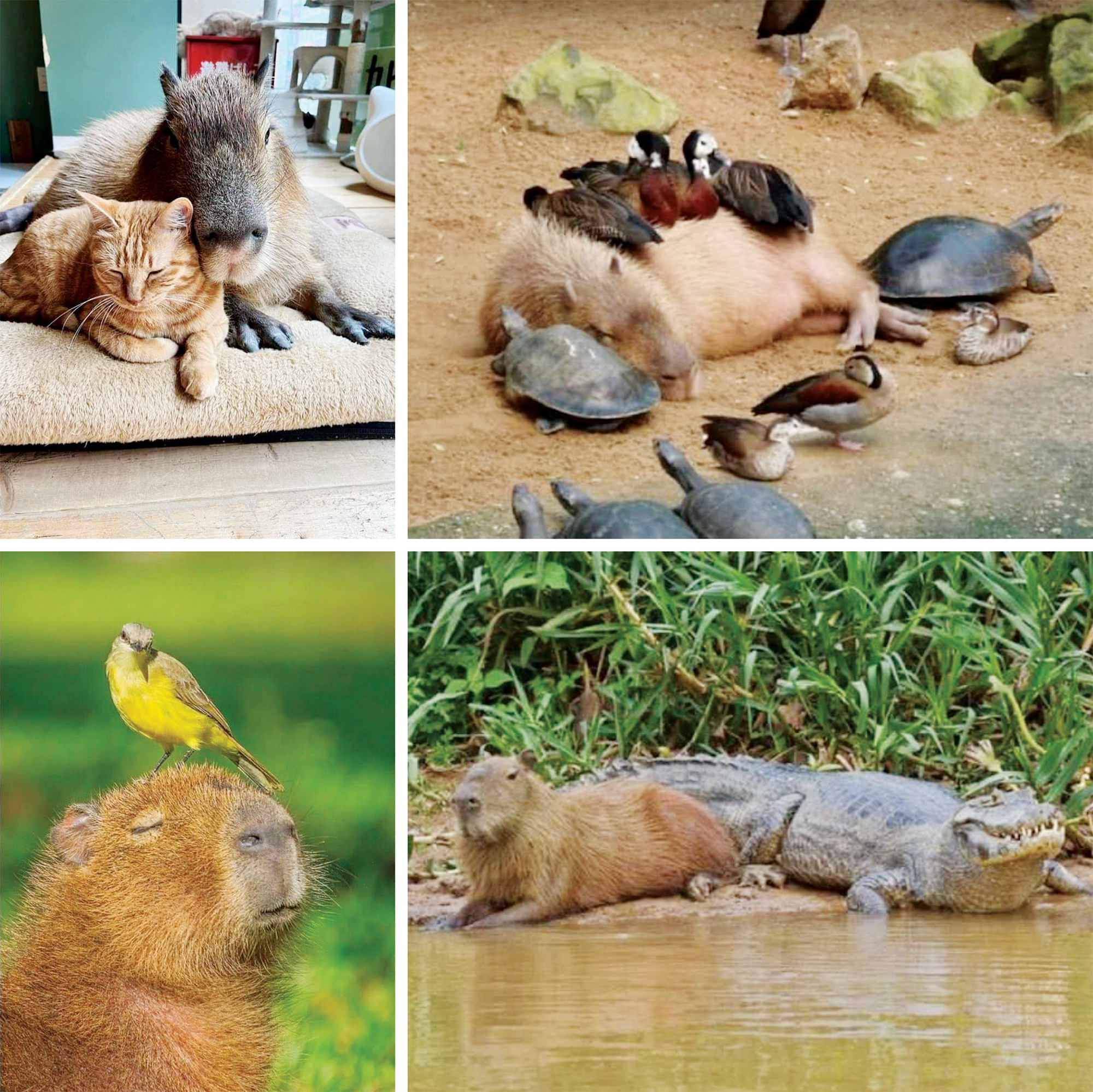 Capybara - ngôi sao 5 năm vẫn chưa chịu flop