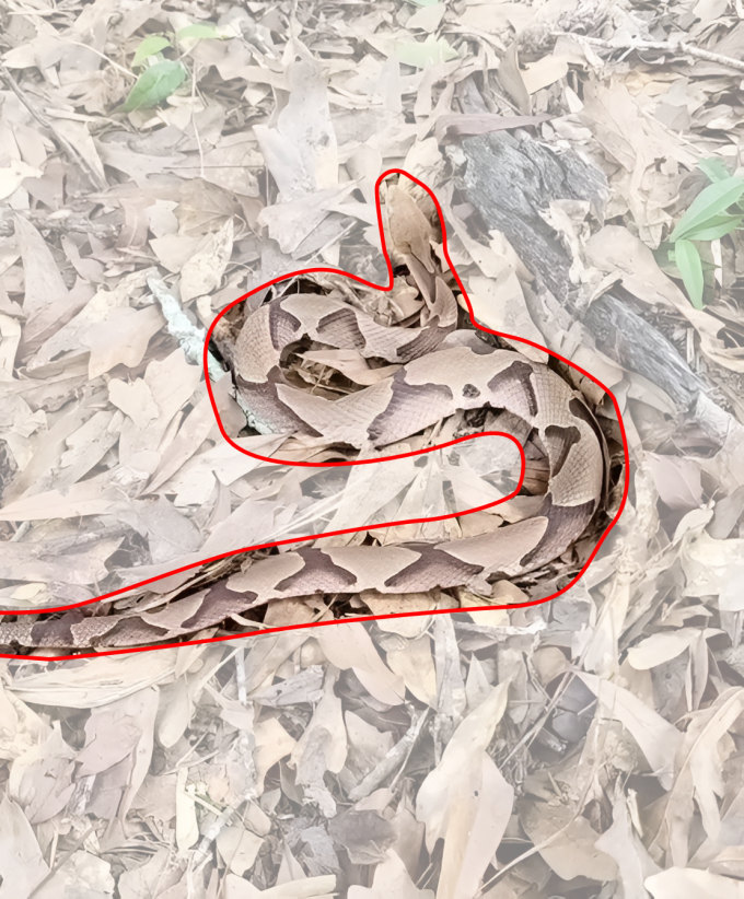 Thiên tài mới thấy con rắn ngụy trang ở đâu? - Tuổi Trẻ Online