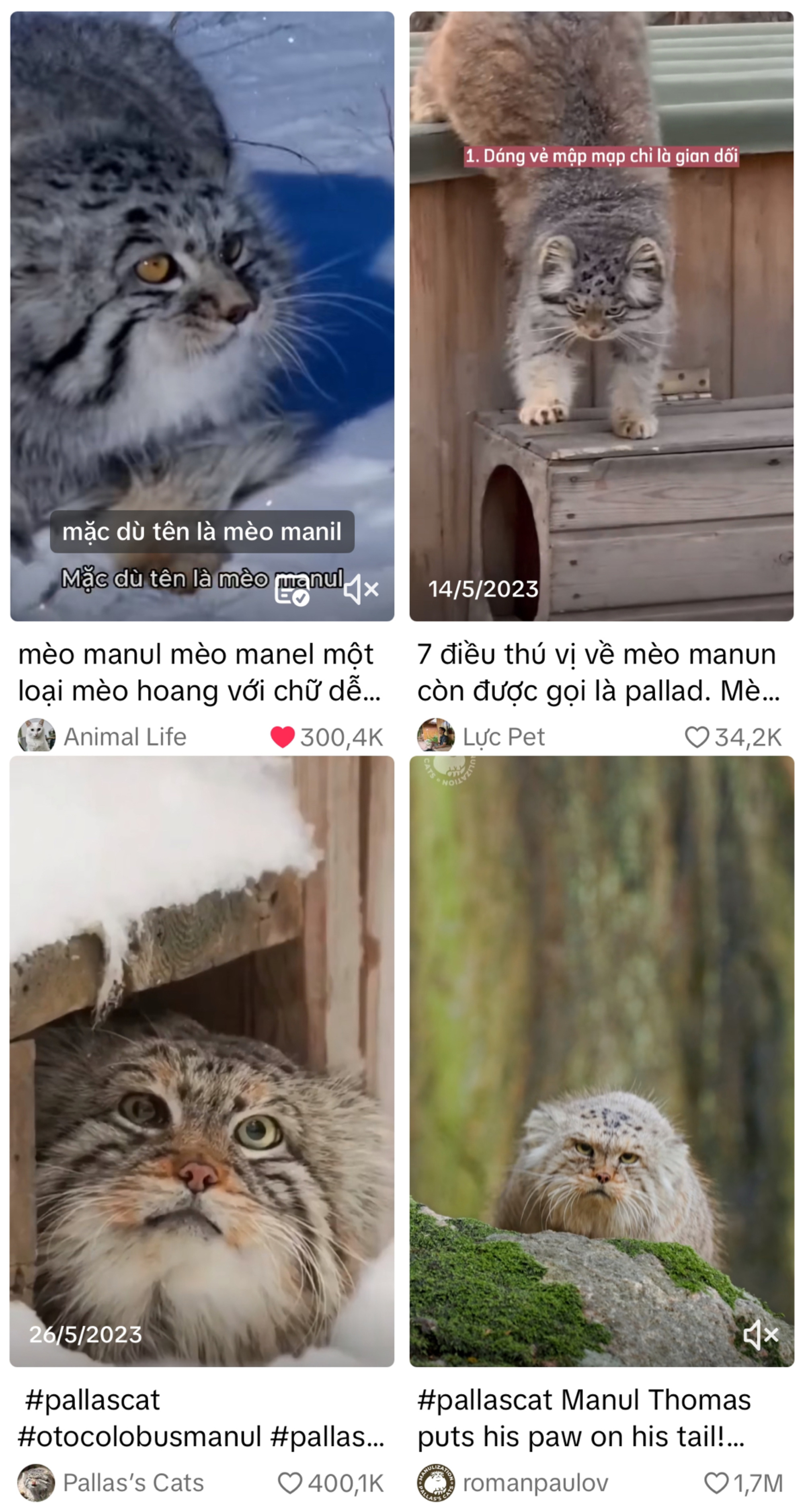 Sau Capybara, giới trẻ mê mẩn loài mèo Manul
