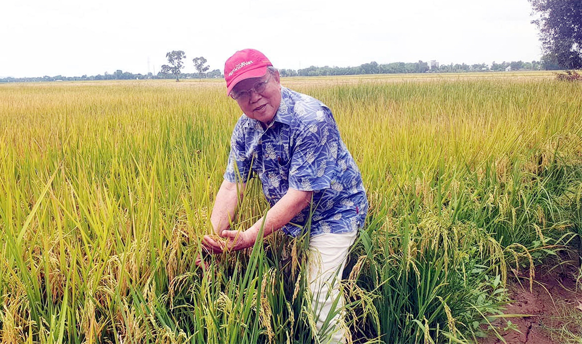 Xin làm cây lúa cúi đầu tiễn biệt thầy Võ Tòng Xuân - Tuổi Trẻ Online