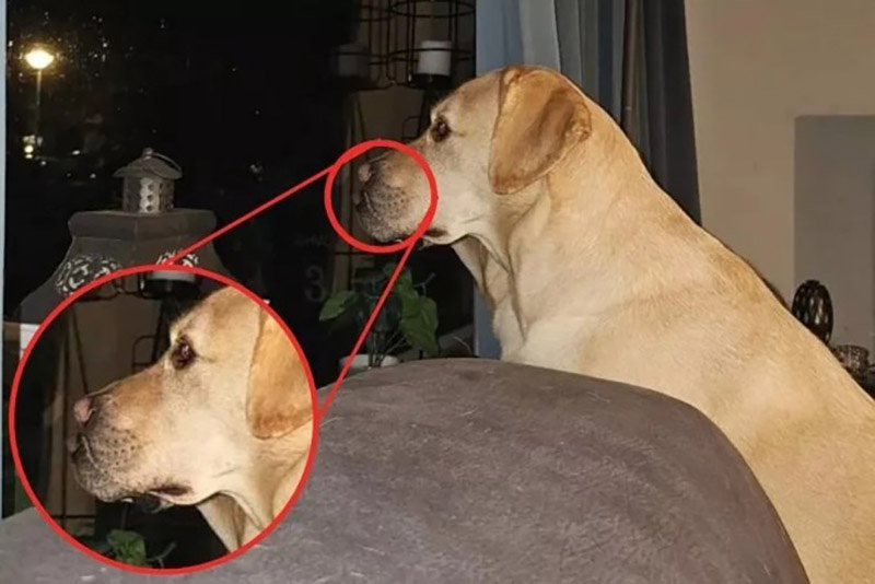 Thử tài tinh mắt: Con thỏ đang trốn ở đâu? - Tuổi Trẻ Online