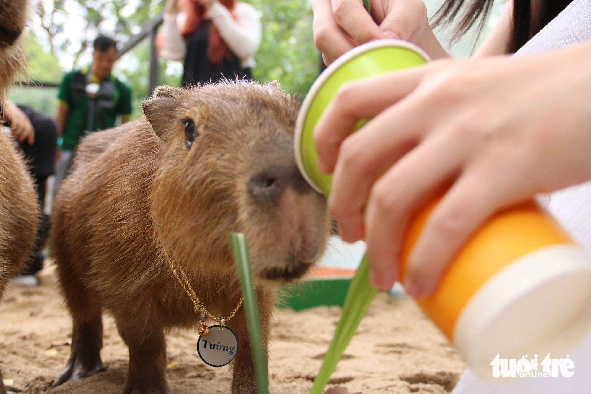'Giao lưu' với gia đình 'ngoại giao' capybara tại Thảo cầm viên - Tuổi ...