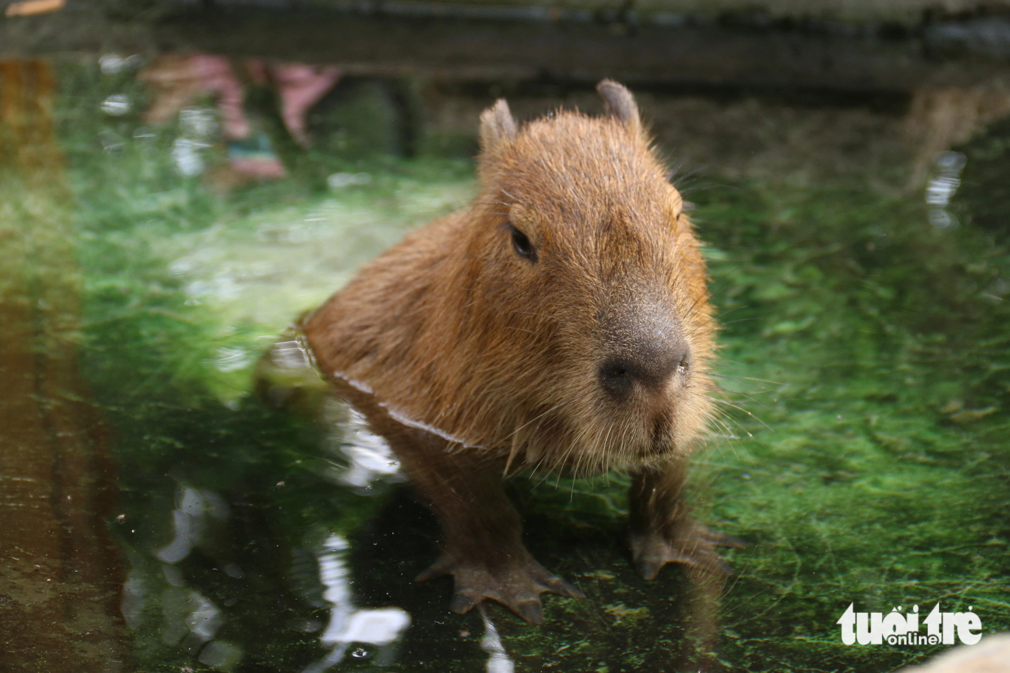 'Giao lưu' với gia đình 'ngoại giao' capybara tại Thảo cầm viên - Tuổi ...