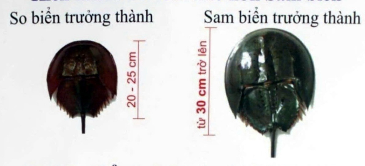 2 người ở Bà Rịa - Vũng Tàu ngộ độc nghi do nhầm so biển là sam biển ...