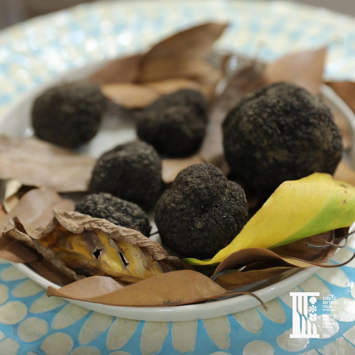 Thực tế ảo thăm những cánh rừng nước Ý săn tìm ‘ngọc đen’ nấm truffle ...