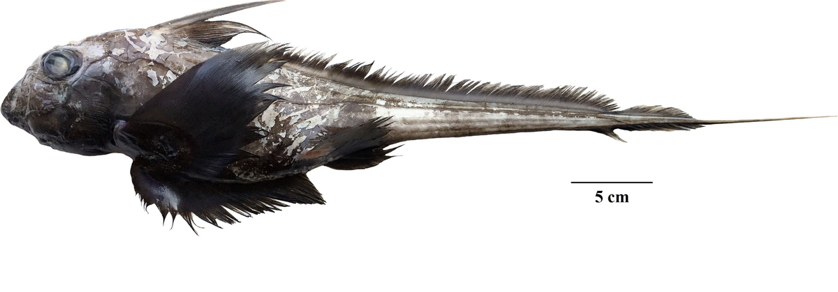 Phát hiện cá mập 'ma' ngoài khơi Thái Lan - Tuổi Trẻ Online