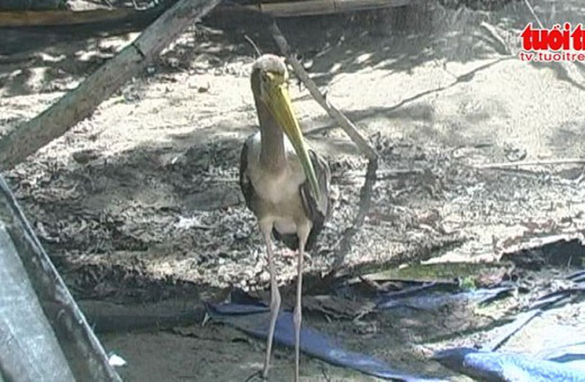 Thả chim Giang Sen và Bồ Nông về Vườn quốc gia Tràm Chim - Tuổi Trẻ Online