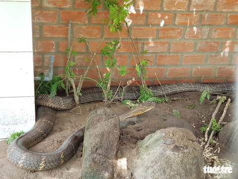 Rắn hổ mây 'khủng': Doanh nghiệp nói nặng 60kg, kiểm lâm nói chỉ 18kg ...