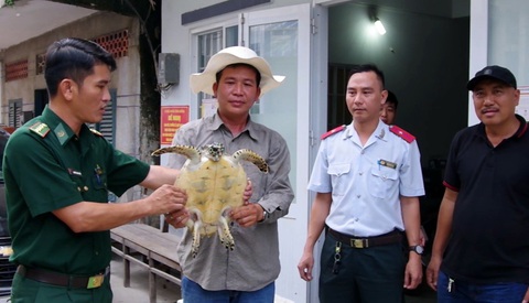 Một người dân bỏ tiền túi mua đồi mồi quý hiếm thả về biển - Tuổi Trẻ ...